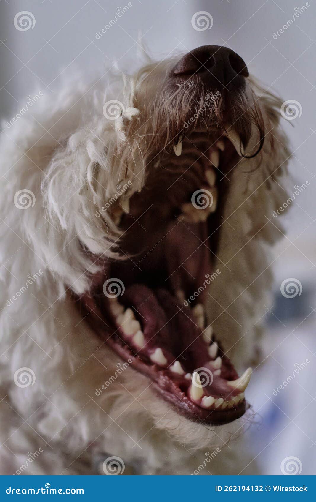 Closeup of Bichon Frise Yawning Stock Photo - Image of puppy, head ...