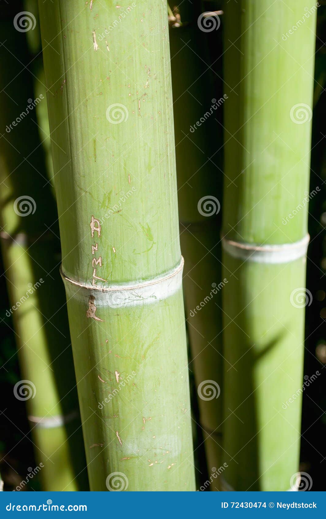Closeup of big bamboo stock photo. Image of natural, nature - 72430474