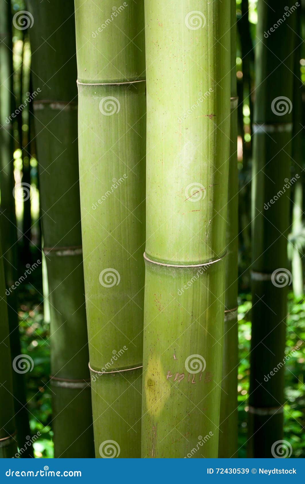 Closeup of big bamboo stock image. Image of growth, leaf - 72430539