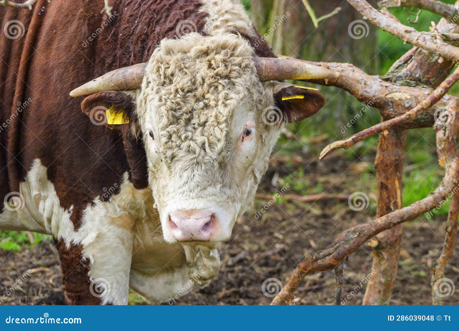 Closeup at a Big Beef Cattle Bull Stock Photo - Image of horn, farming ...
