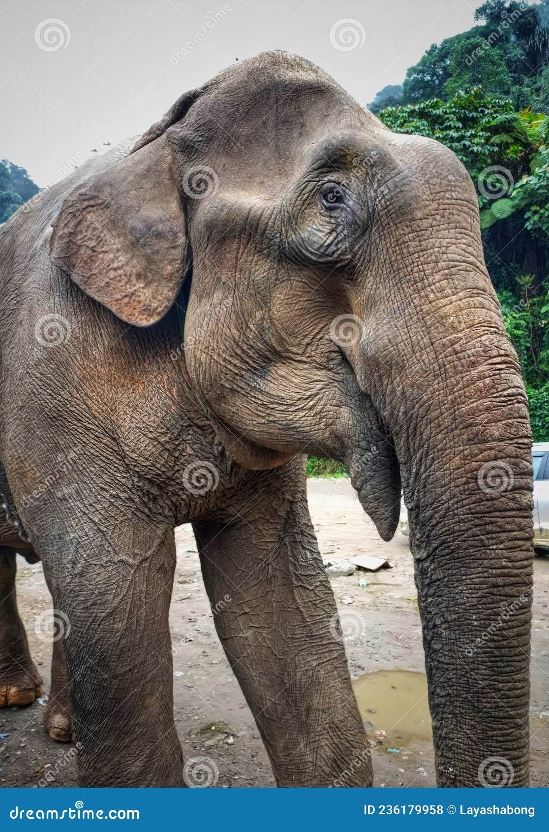 A Closeup of a Big Brown Elephant Stock Photo - Image of huge, trunk ...
