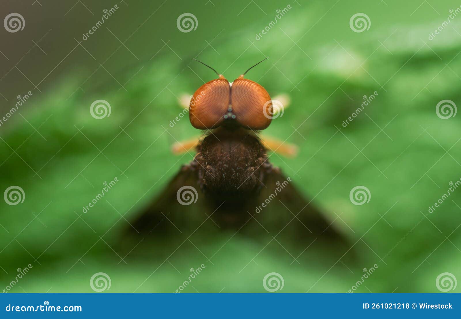 Closeup of a Big-eyed Fly on a Plant. Stock Photo - Image of insect ...
