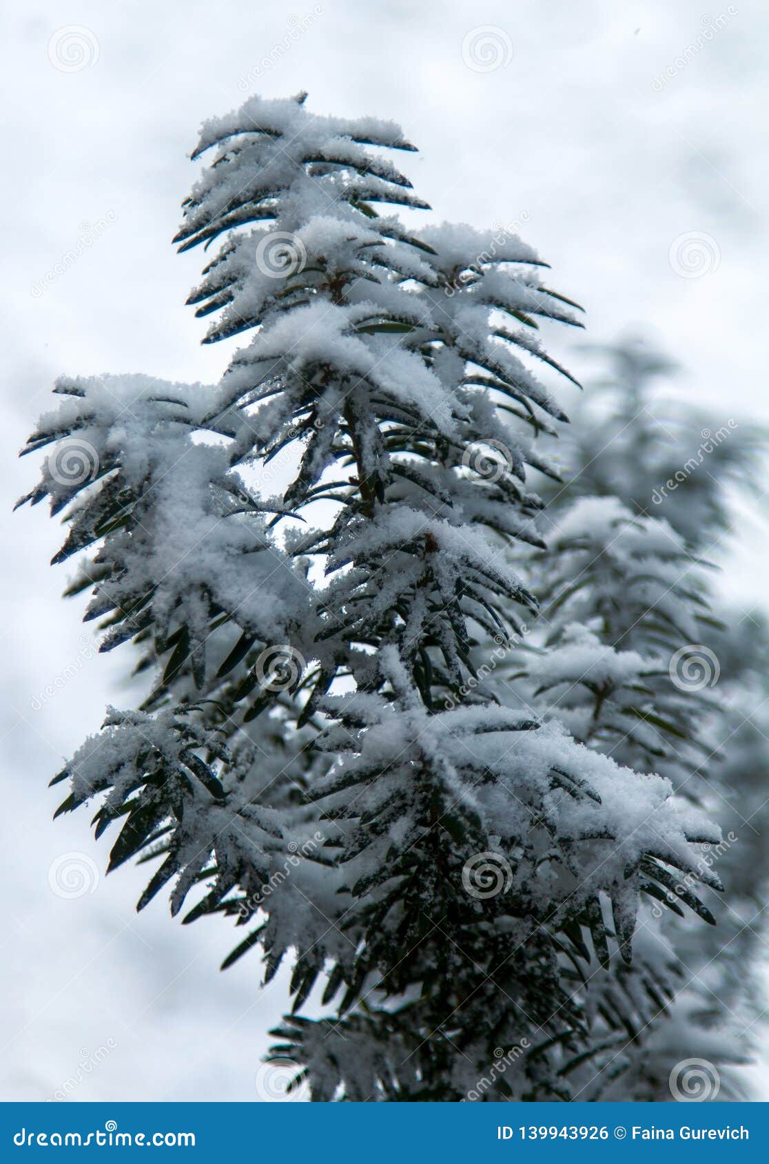 Closeup Big Flakes of Snow on Branch. Stock Photo - Image of landscape ...