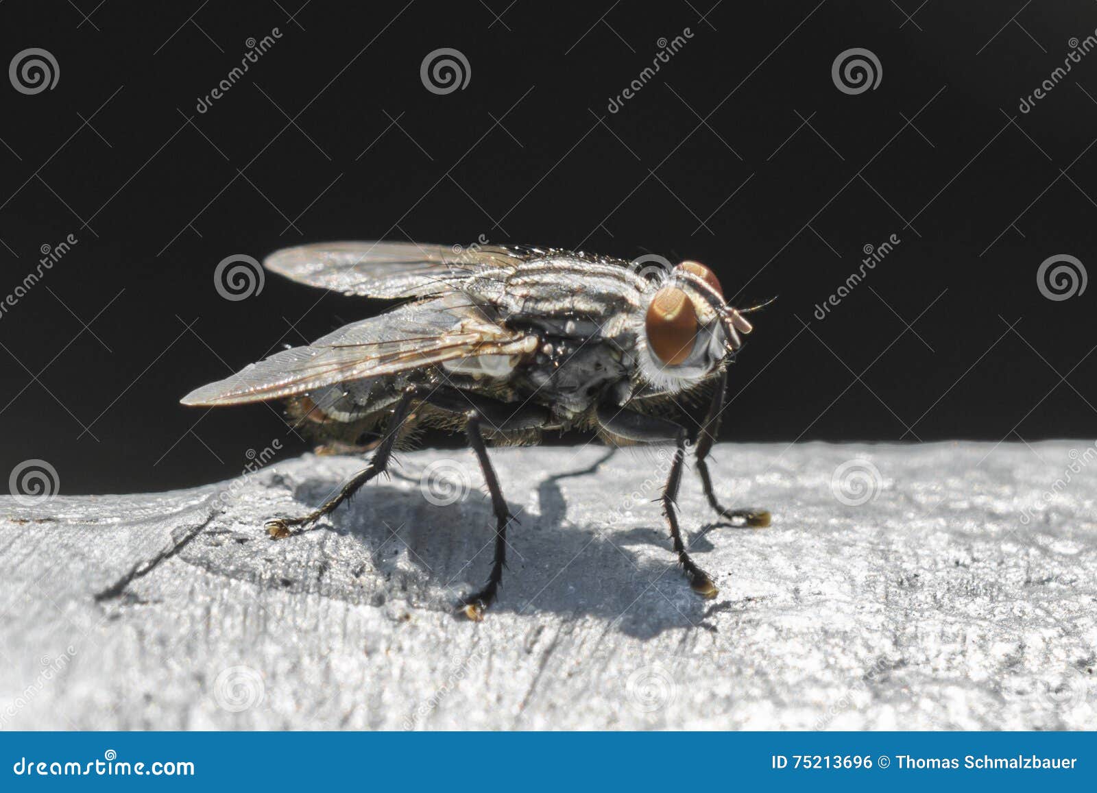 Closeup of a big fly stock photo. Image of hugh, wings - 75213696