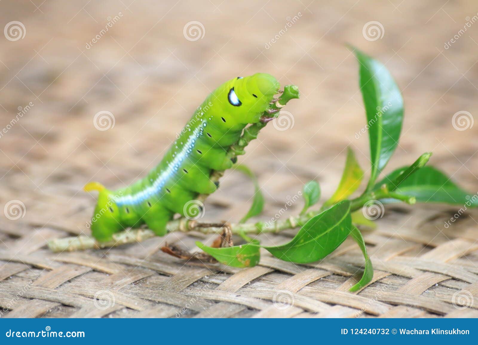 Closeup the Big Green Worm on Tree, Giant Green Worm on Treetop Stock ...