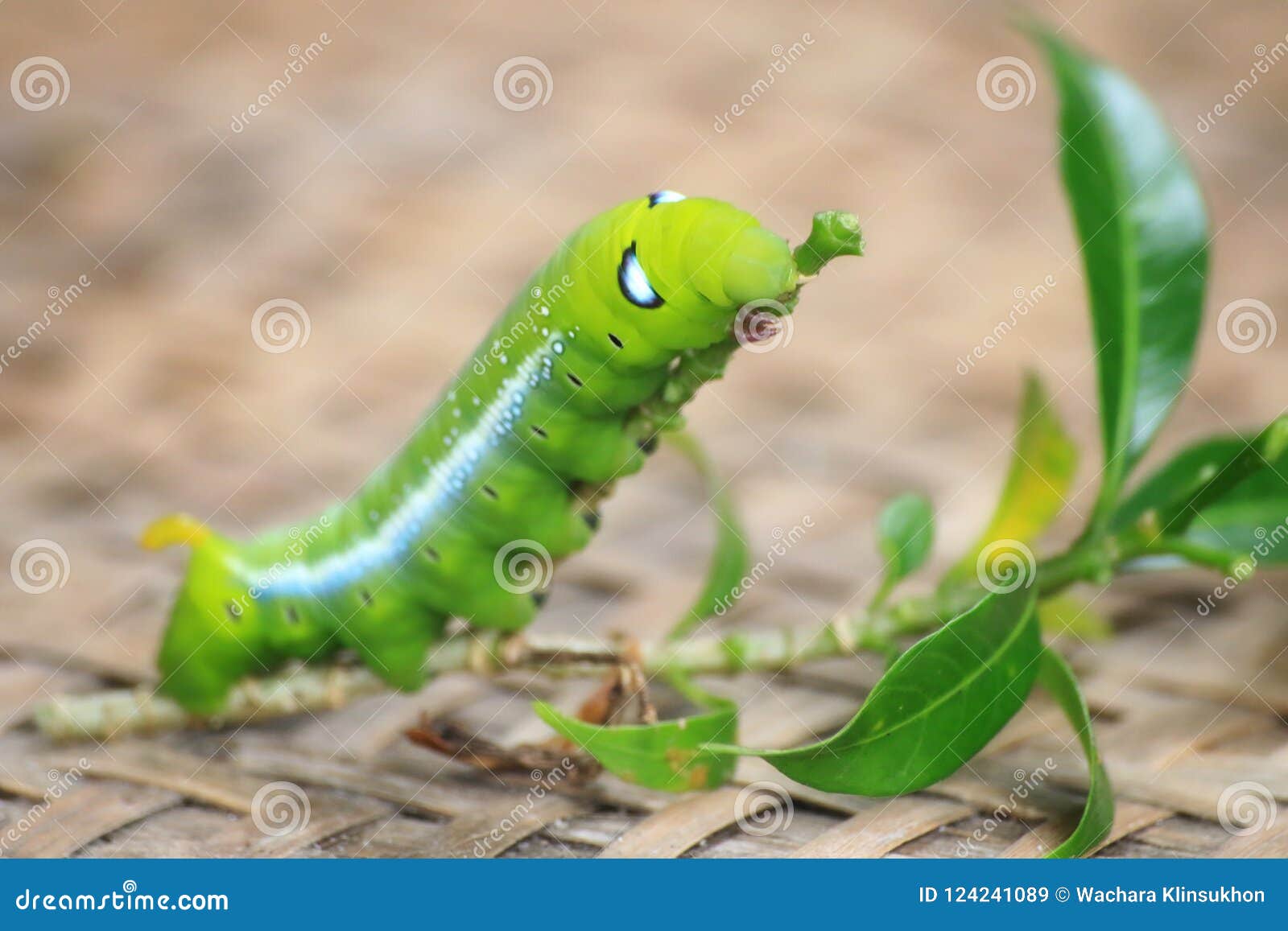 Closeup the Big Green Worm on Tree, Giant Green Worm on Treetop Stock ...