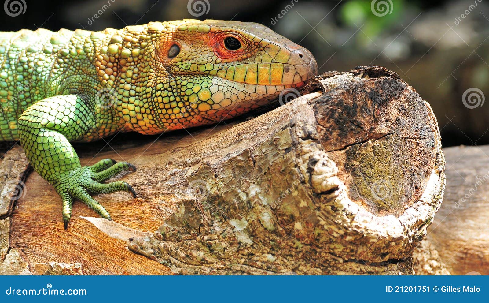 Closeup of a Big Lizard stock image. Image of cold, lizard - 21201751