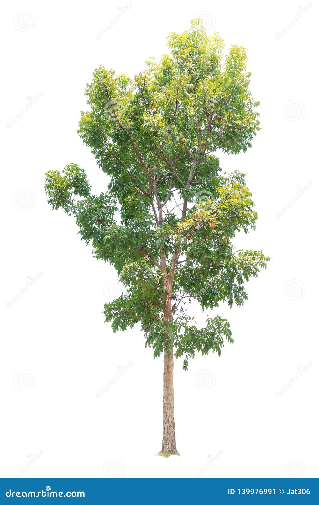 Closeup Big Mahogany Tree Isolated on White Background Stock Image ...