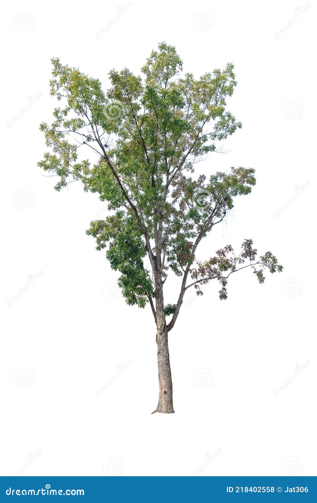 Closeup Big Mahogany Tree Isolated on White Background Stock Photo ...