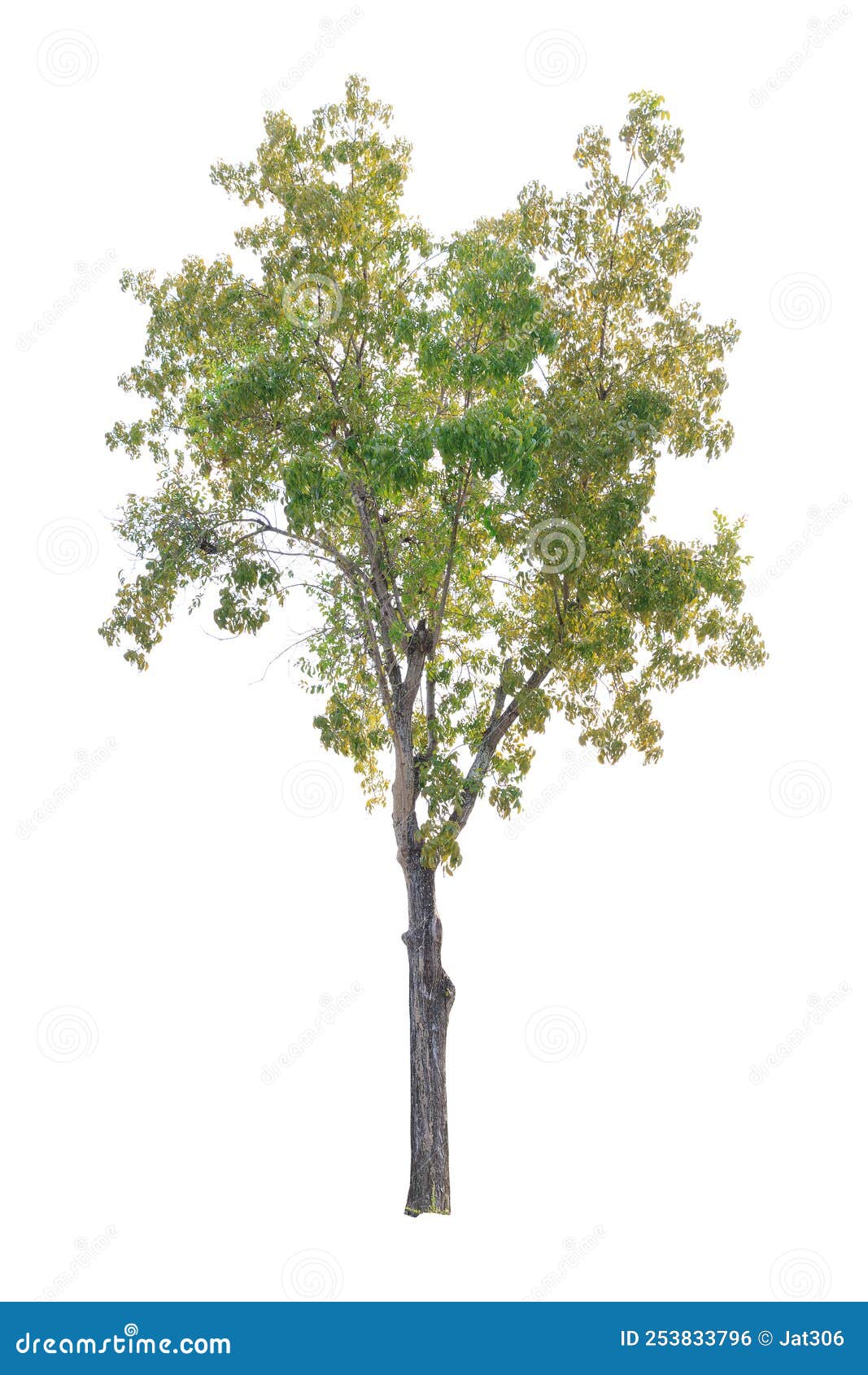 Closeup Big Mahogany Tree Isolated on White Background Stock Photo ...
