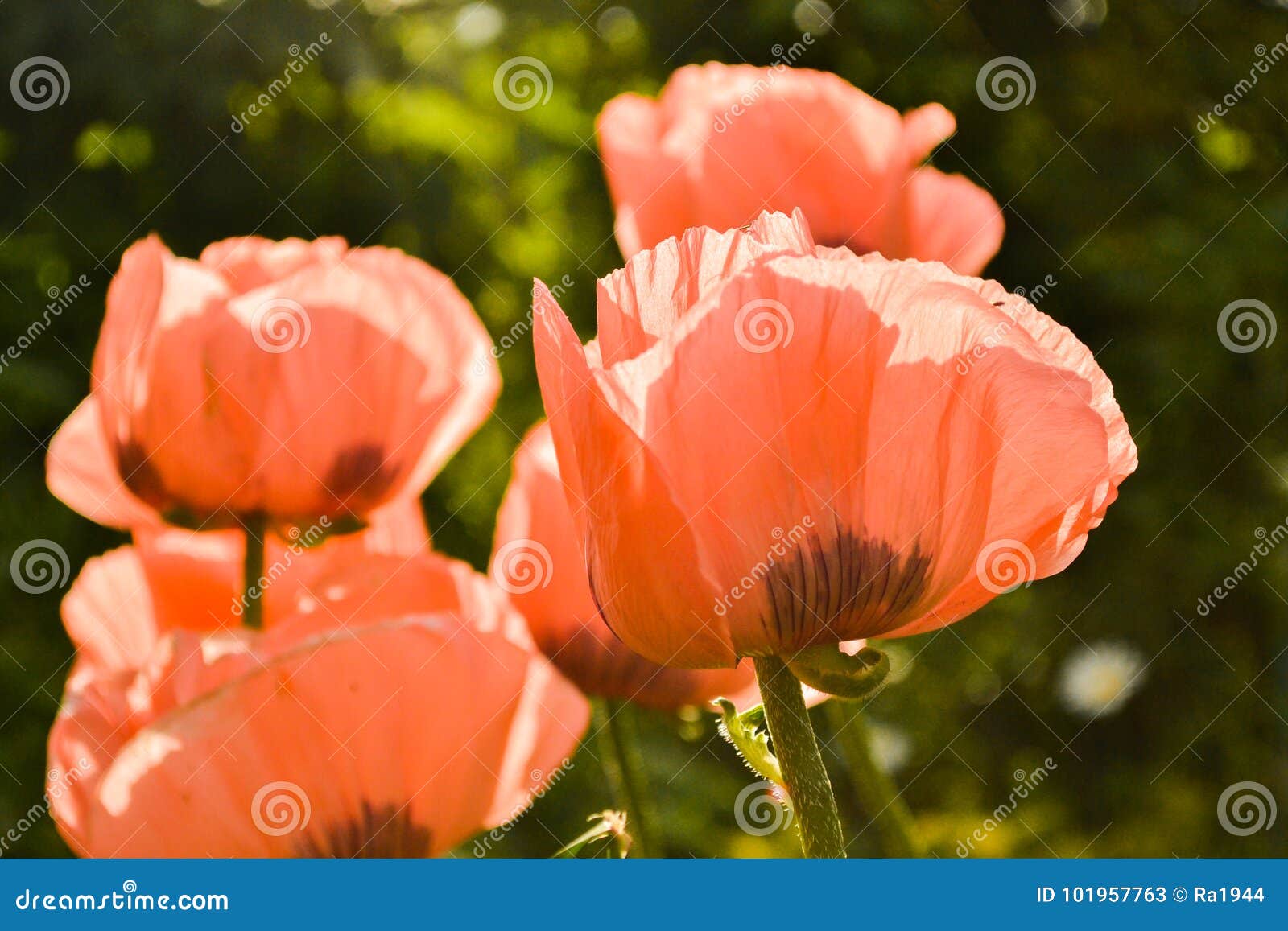Closeup of a Big Orange Poppies Wild Plants Stock Image - Image of ...