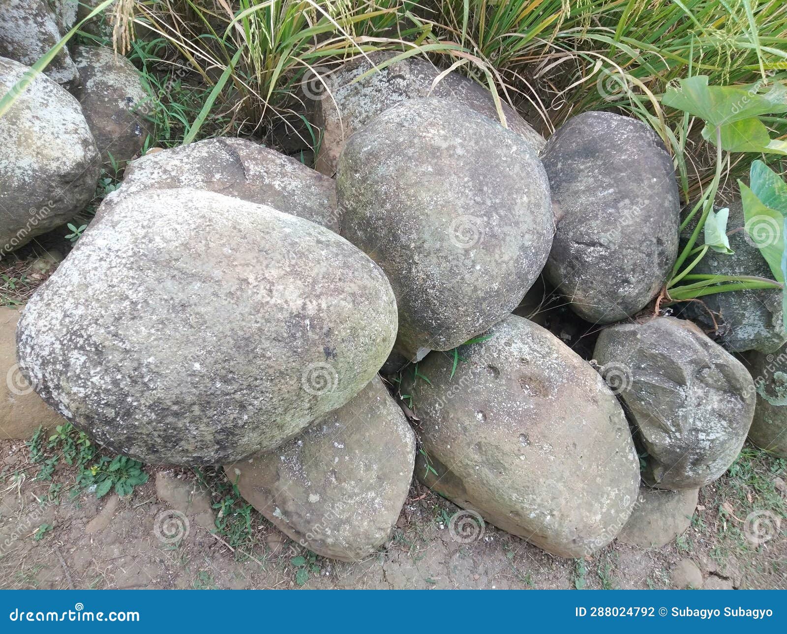 Closeup of Big Rock in Rice Field Area Stock Photo - Image of produce ...
