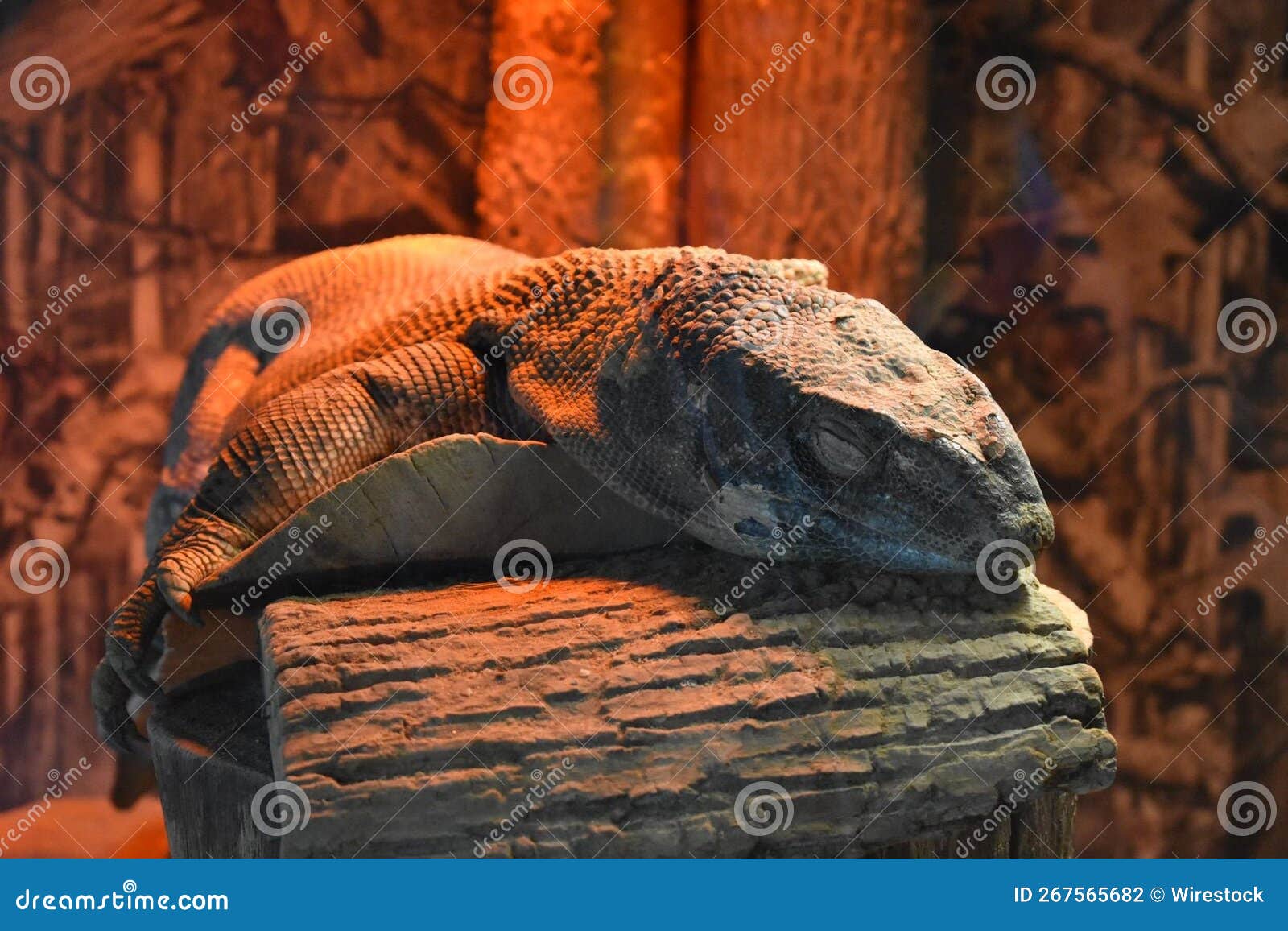 Closeup of a Big Scary Reptile Stock Photo - Image of closeup, detail ...