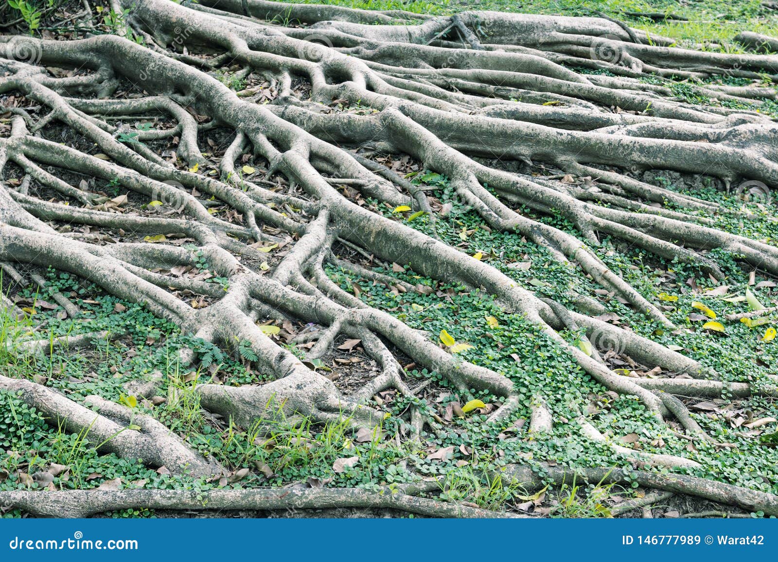 Closeup big tree root stock image. Image of growth, beauty - 146777989