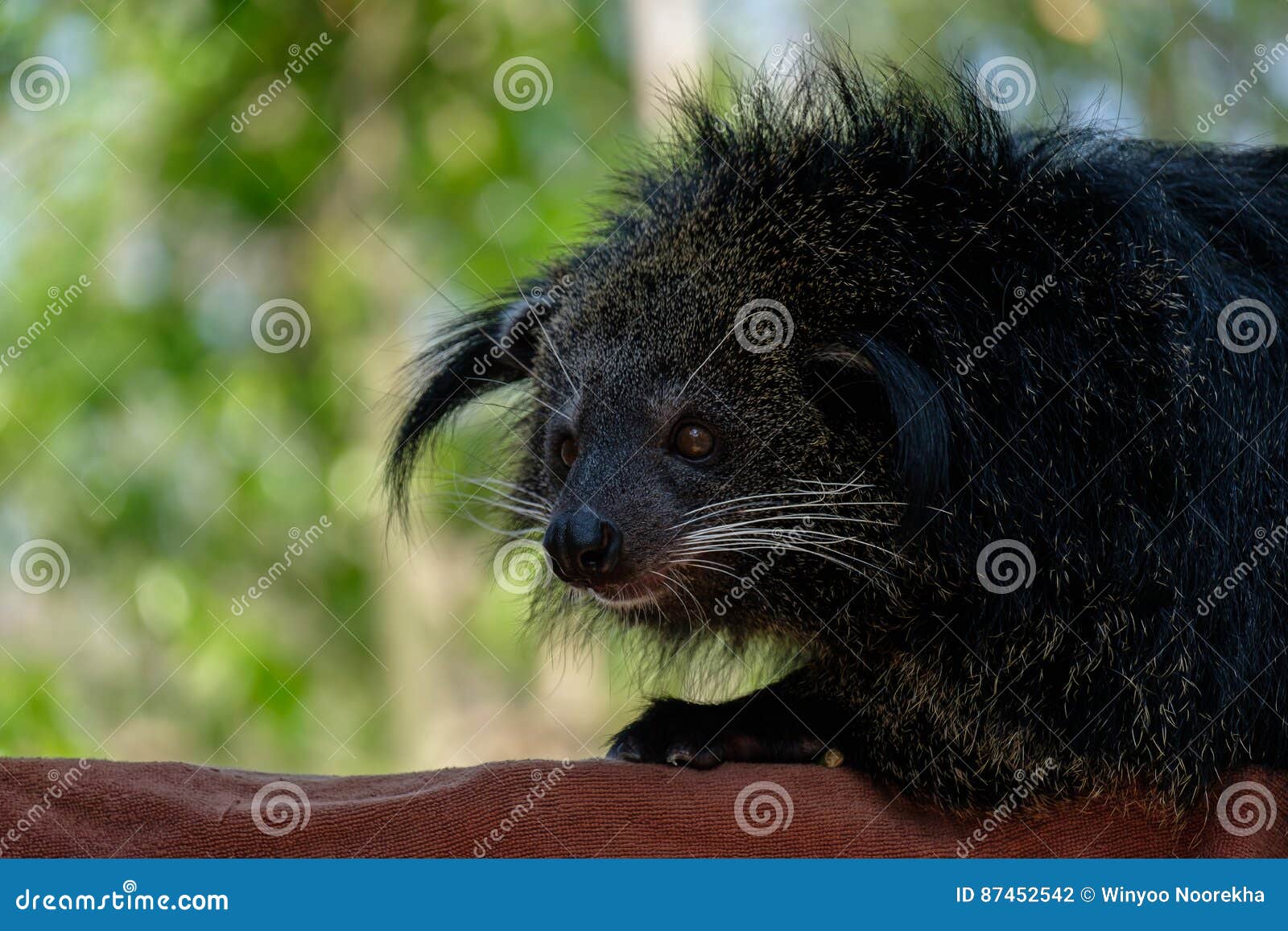Closeup the binturong. stock photo. Image of hair, indonesia - 87452542