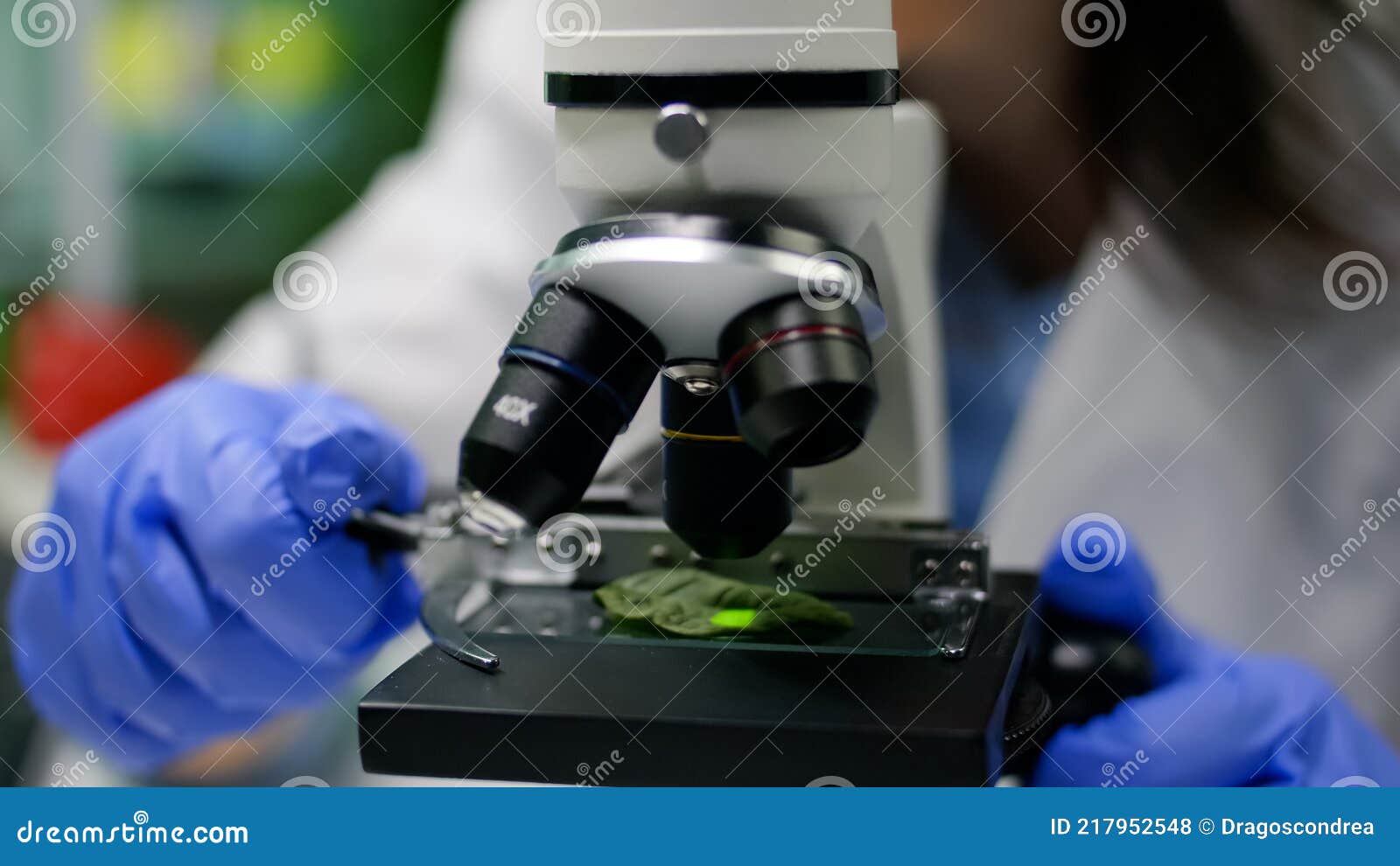 Closeup Of Biologist Hands Putting Leaf Sample Under Microscope Royalty ...