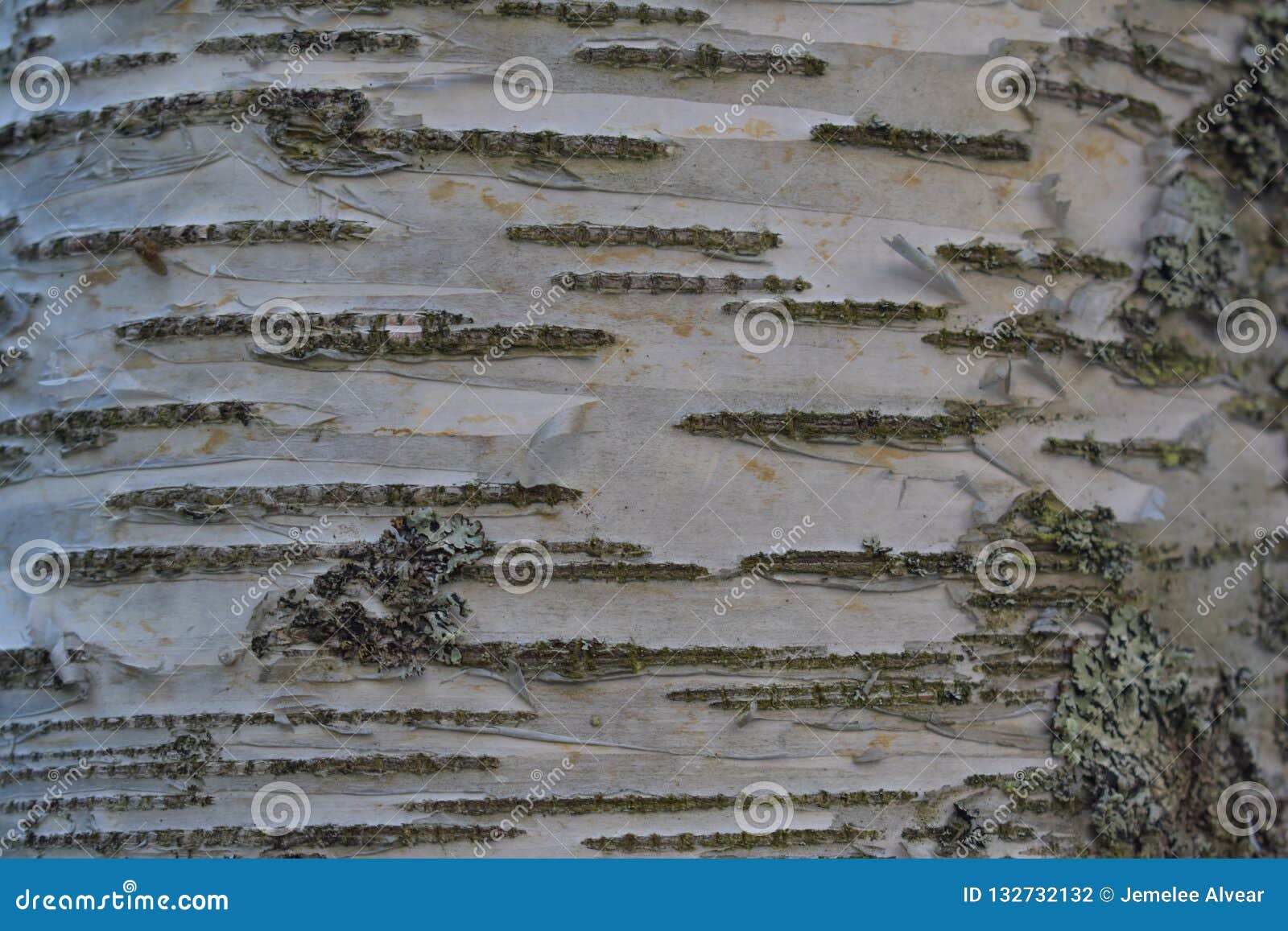 Closeup of a Birch Tree Bark Stock Photo - Image of rough, nature ...