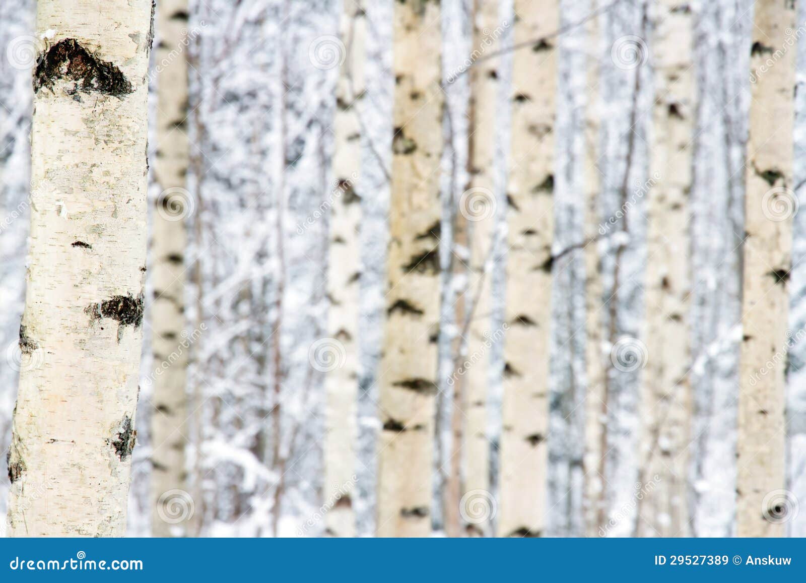 Closeup of Birch Tree Forest in Winter Stock Image - Image of ...