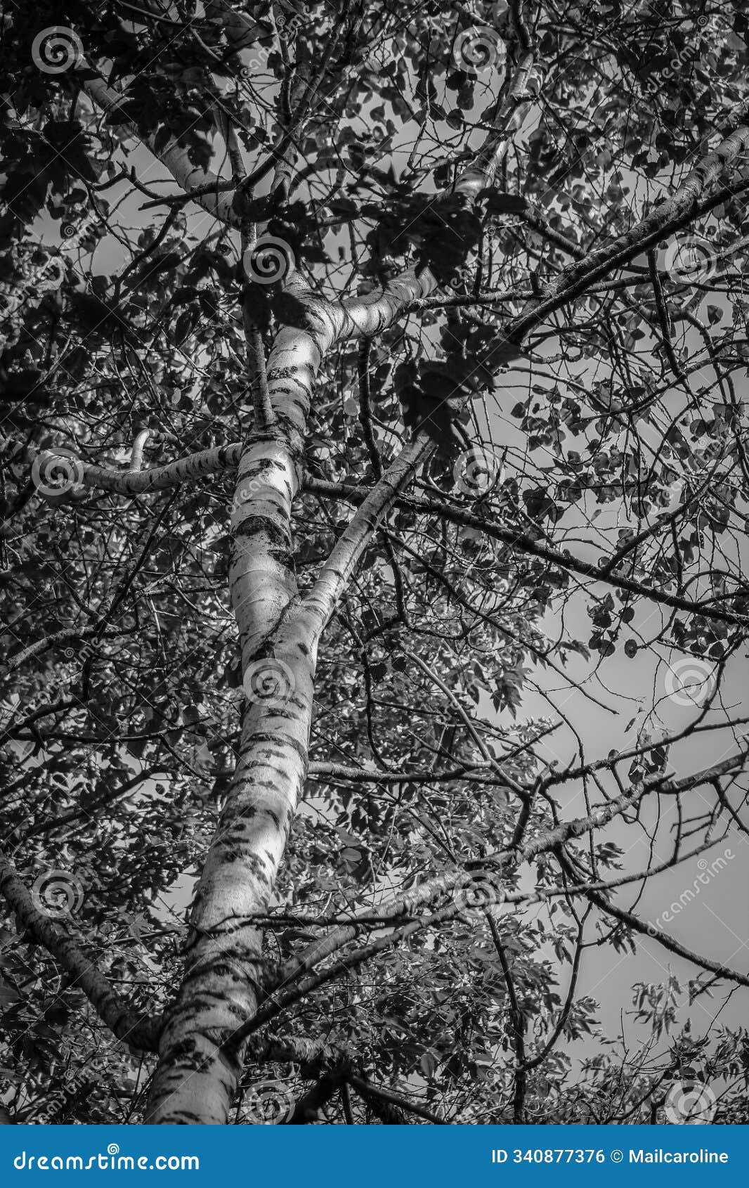 Closeup Birch Tree Leaves Canopy Background Monochrome Texture Stock ...