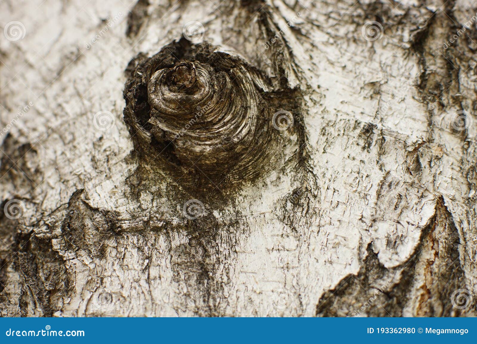 Closeup Birch Trunk with Knot. Tree Bark Background Stock Photo - Image ...