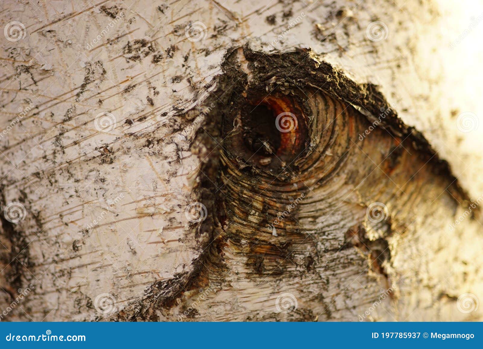 Closeup Birch Trunk with Knot. Tree Bark for Background Stock Image ...