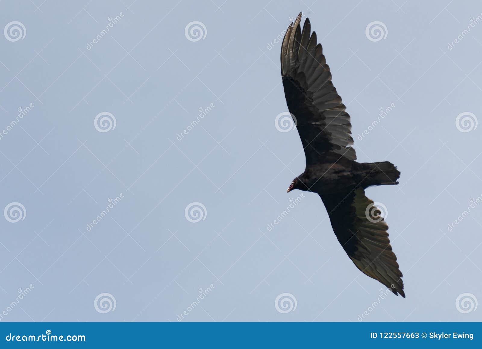 Beautiful Bird of Pray in Flight Stock Image - Image of outdoor, pray ...