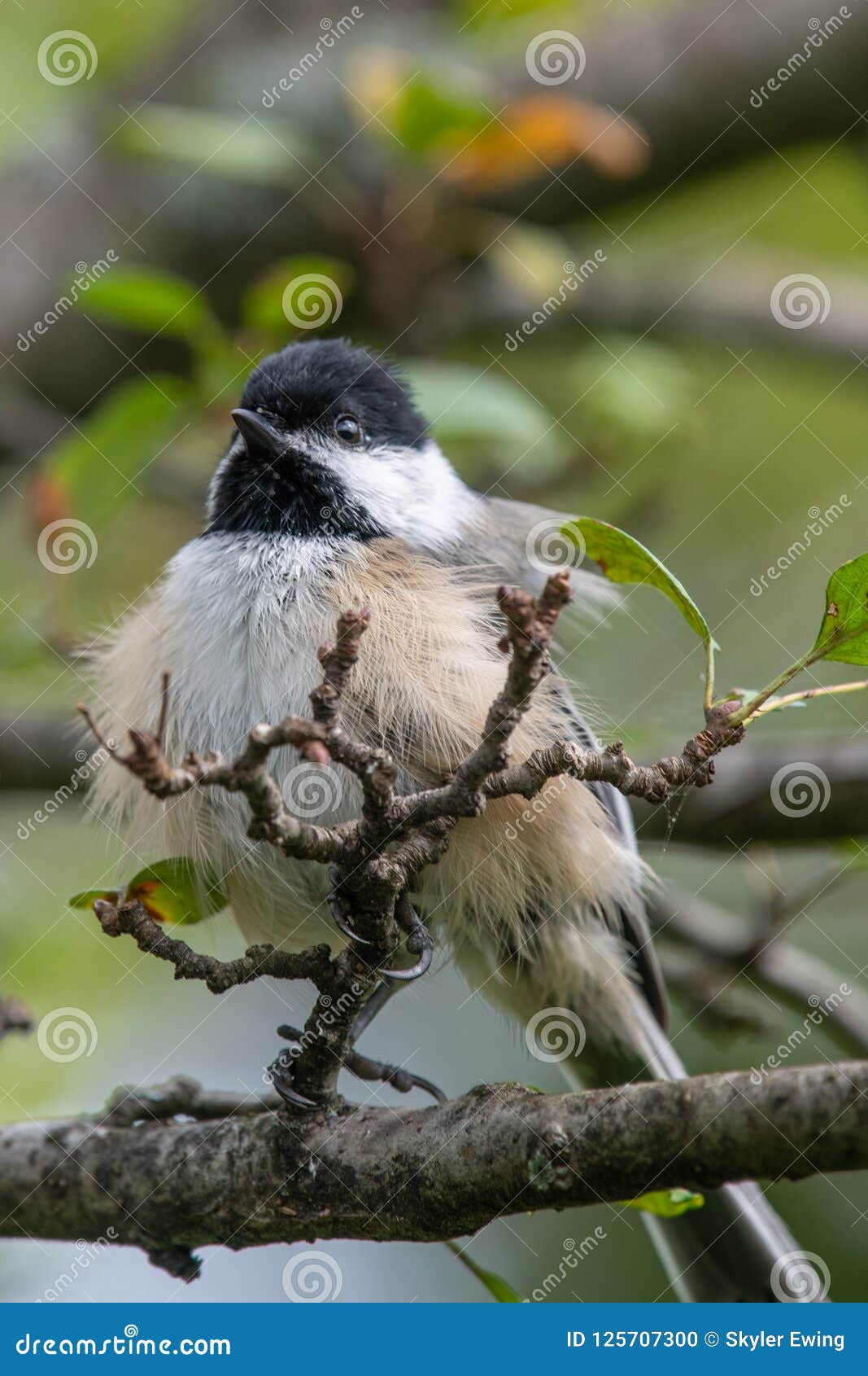 Chickadee in a tree stock photo. Image of perched, beak - 125707300