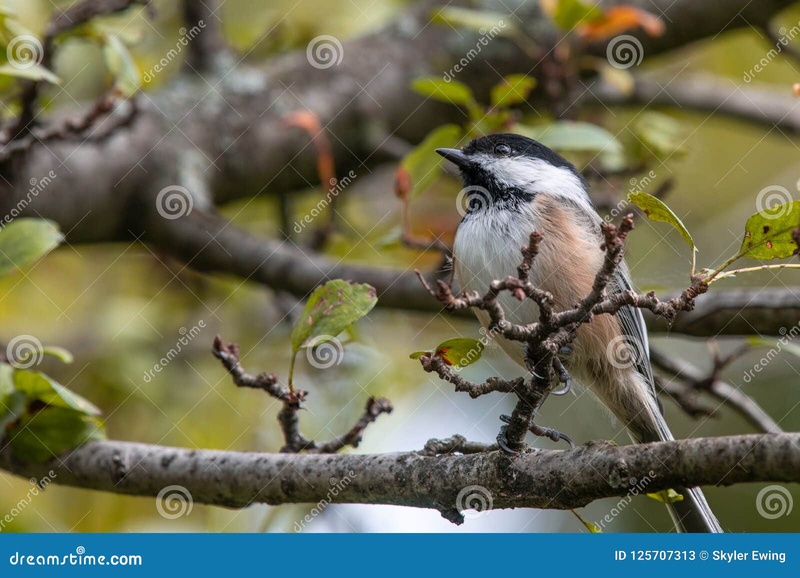 Chickadee in a tree stock image. Image of branch, perched - 125707313