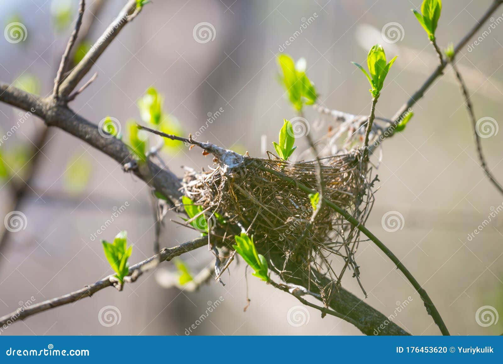 Bird nest on a tree branch stock photo. Image of beauty - 176453620