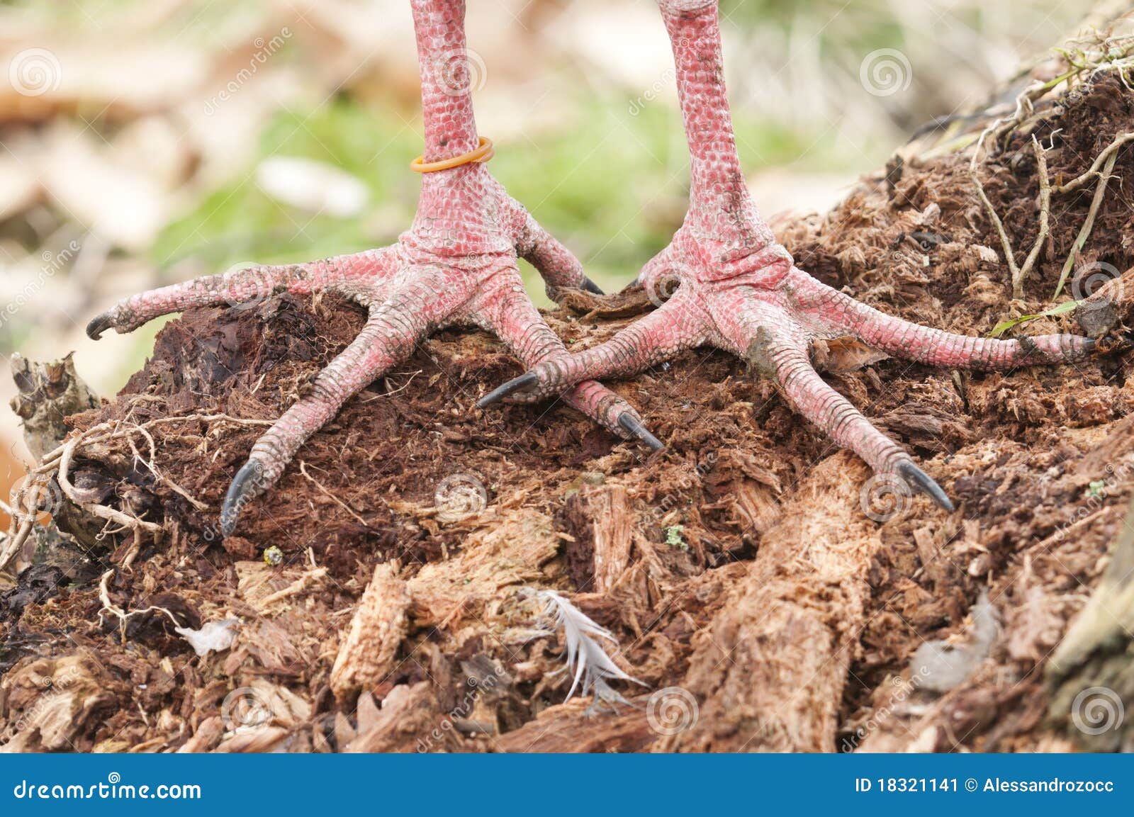 Closeup of a bird paws stock image. Image of scale, detail - 18321141