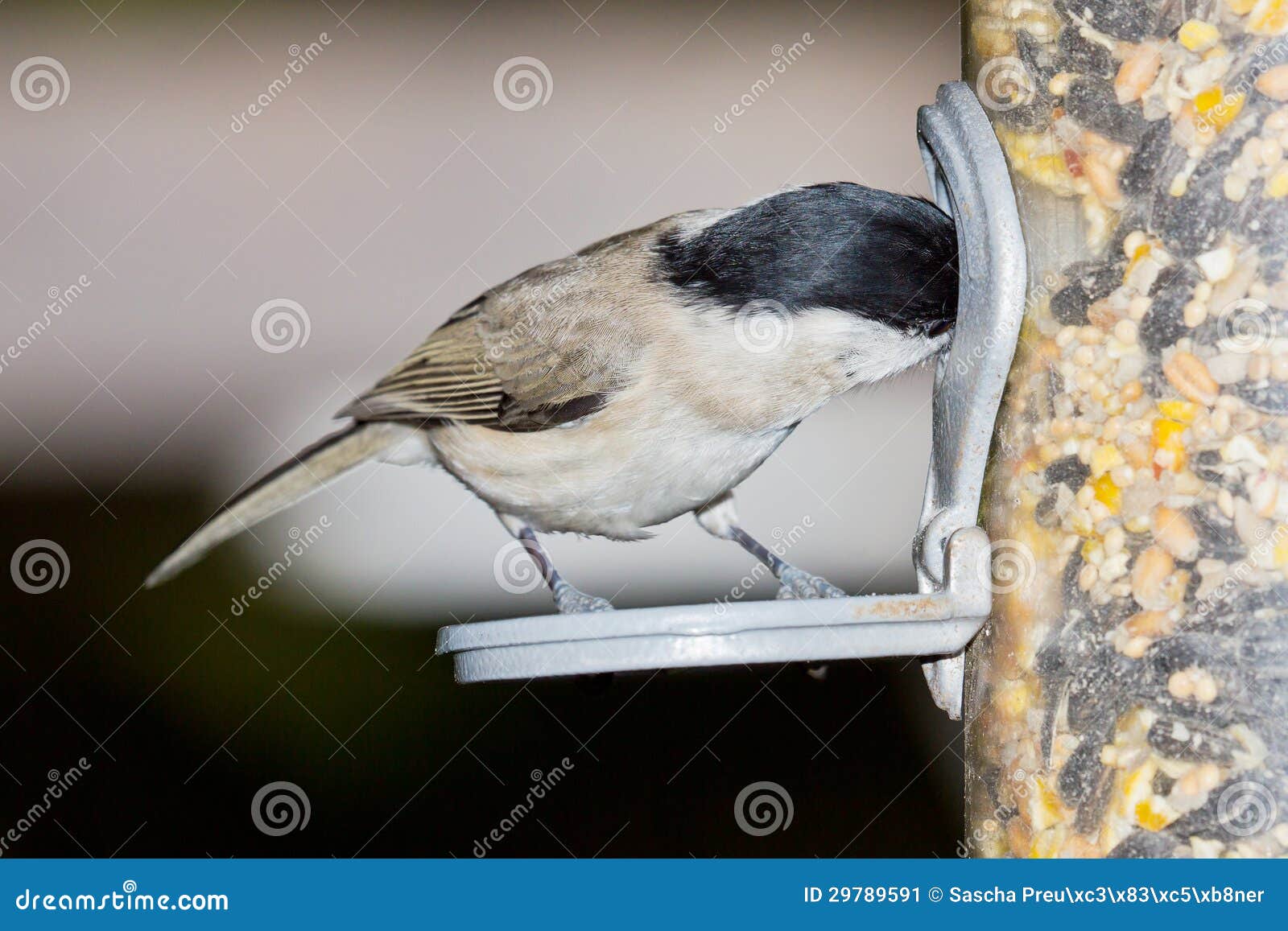 Bird at feeding ground stock image. Image of cute, animal - 29789591