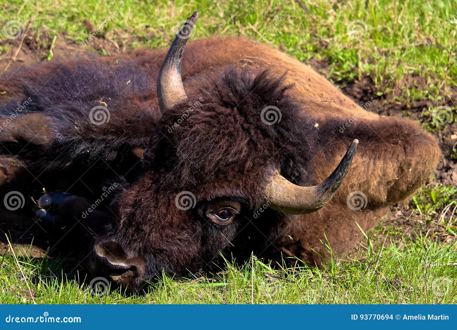 Closeup of a bison head stock photo. Image of grassland - 93770694