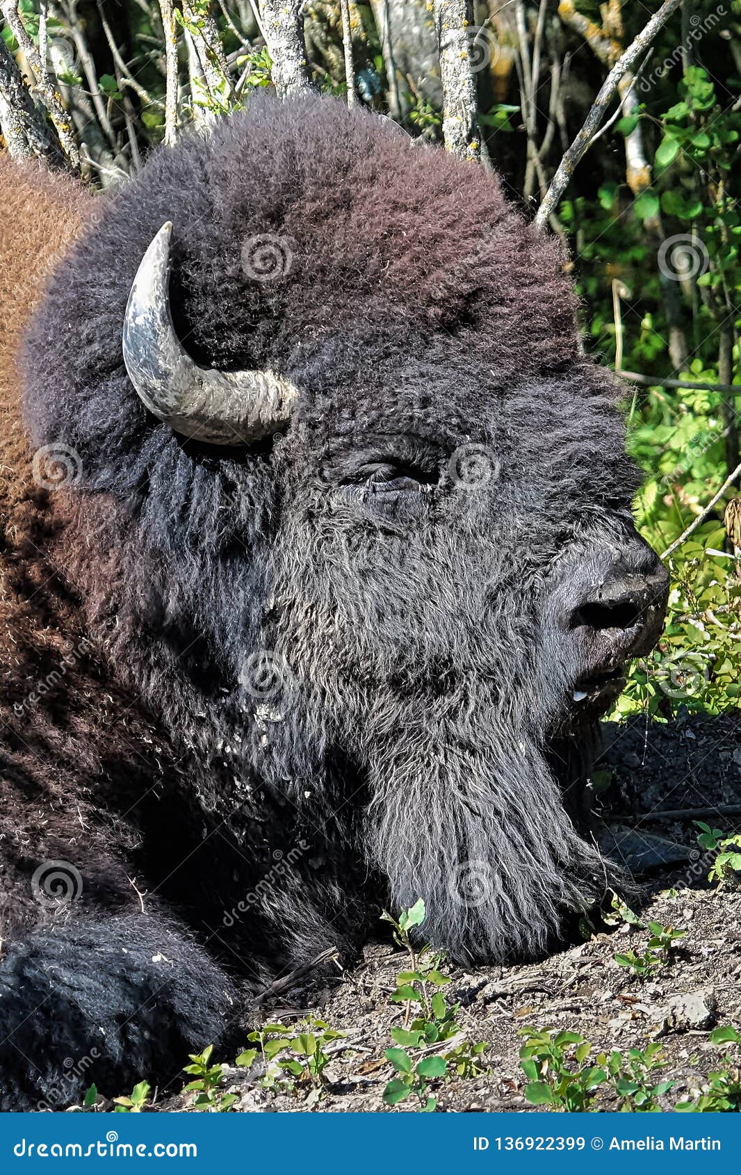 Closeup of a Bison Head Sleeping in the Summer Stock Image - Image of ...