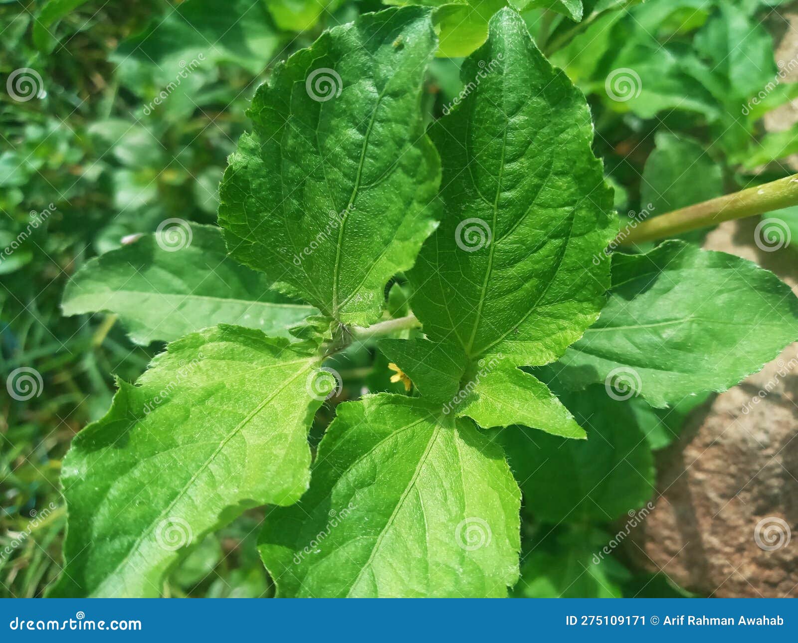 Closeup of Bitter Bush or Siam Weed Under Bright Morning Light Stock ...