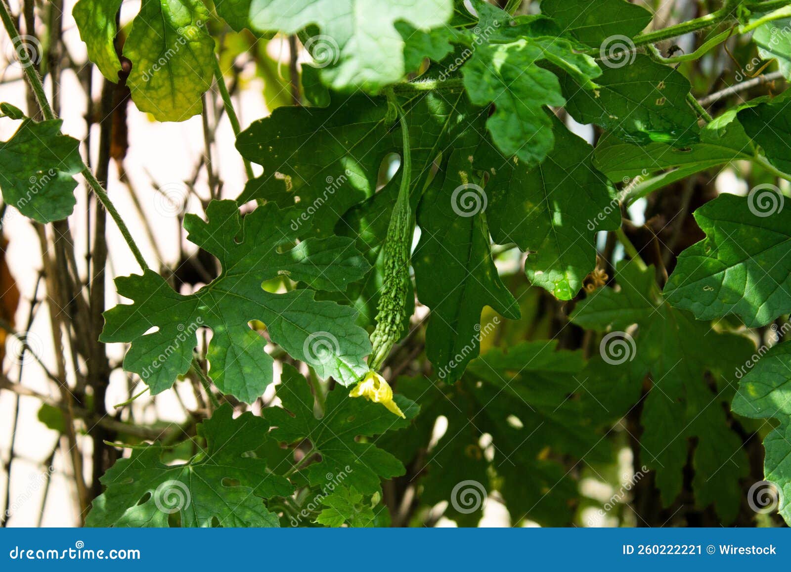 Closeup of Bitter Gourd Vine Leaves Under the Sunlight Stock Image ...