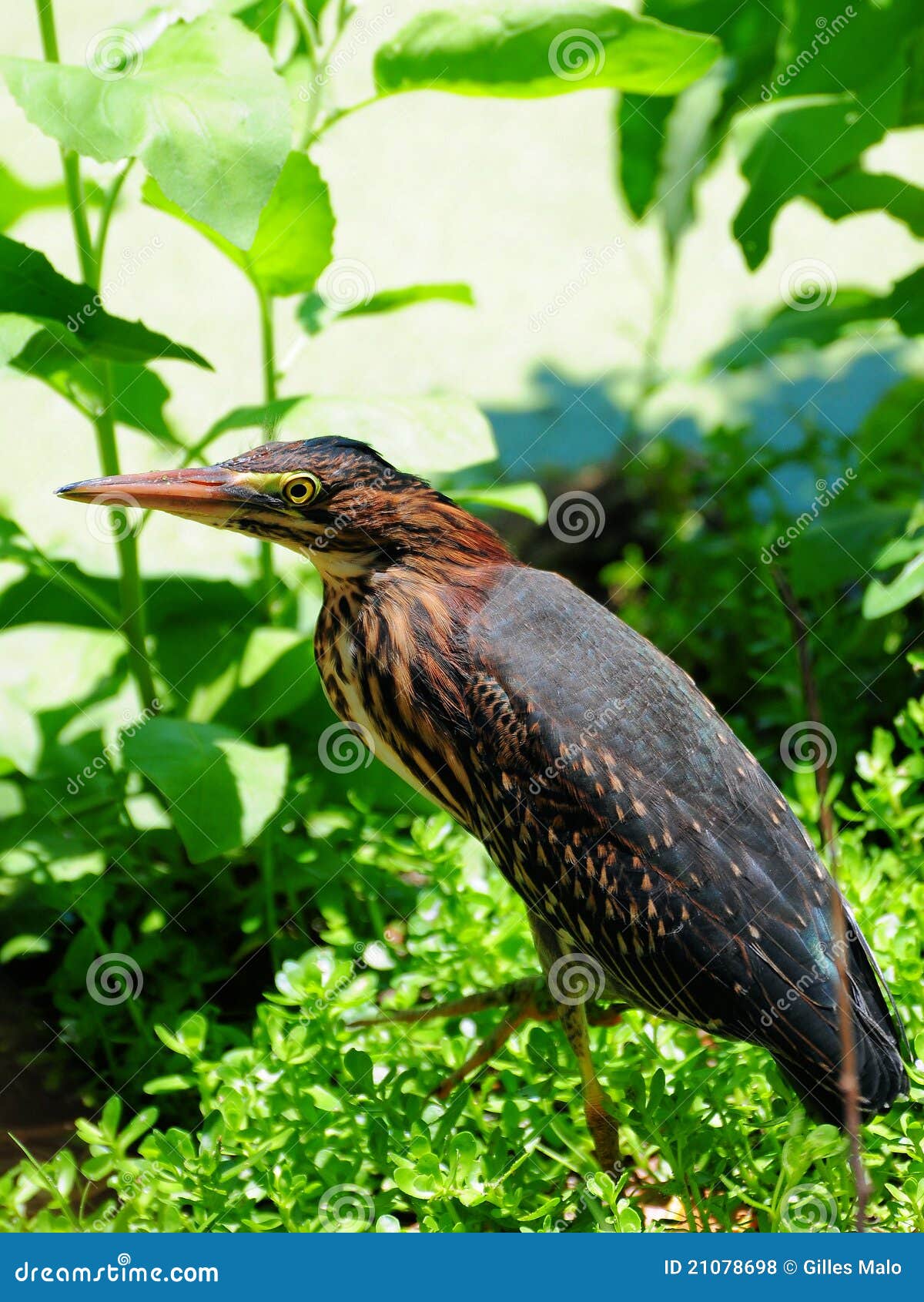 Closeup of a Bittern Bird stock photo. Image of bitterns - 21078698