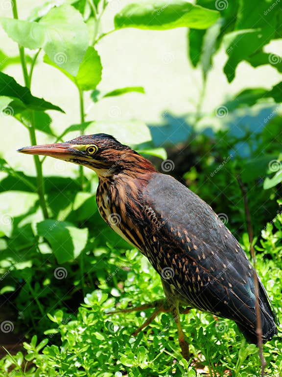 Closeup of a Bittern Bird stock photo. Image of bitterns - 21078698