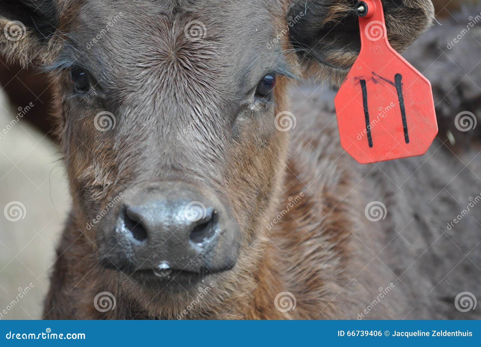 Closeup Black Angus Calf stock photo. Image of animal - 66739406