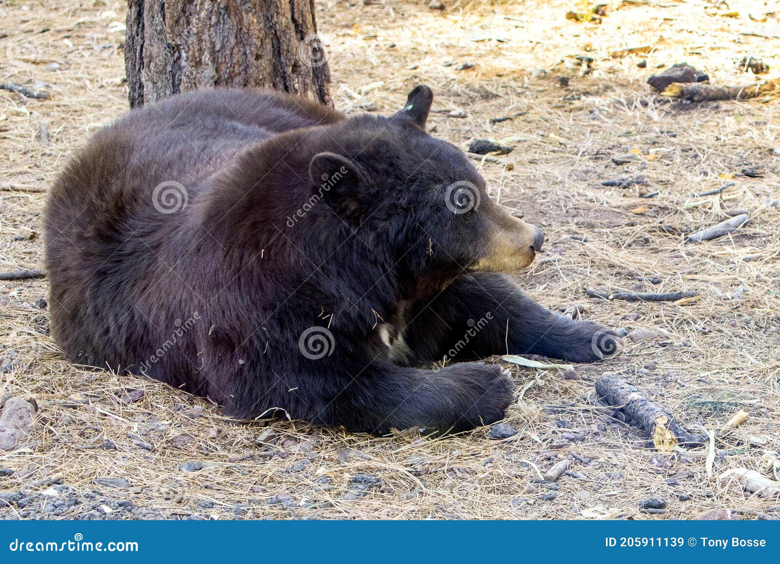 Black Bear Laying Down stock image. Image of forest - 205911139