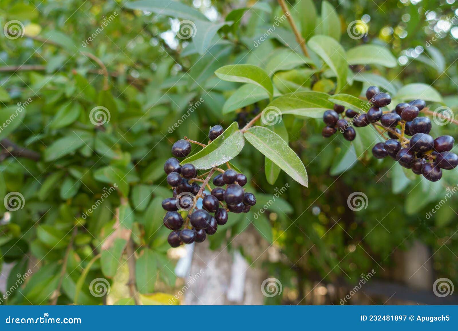 Black Ligustrum Lucidum Berries Royalty-Free Stock Photography ...