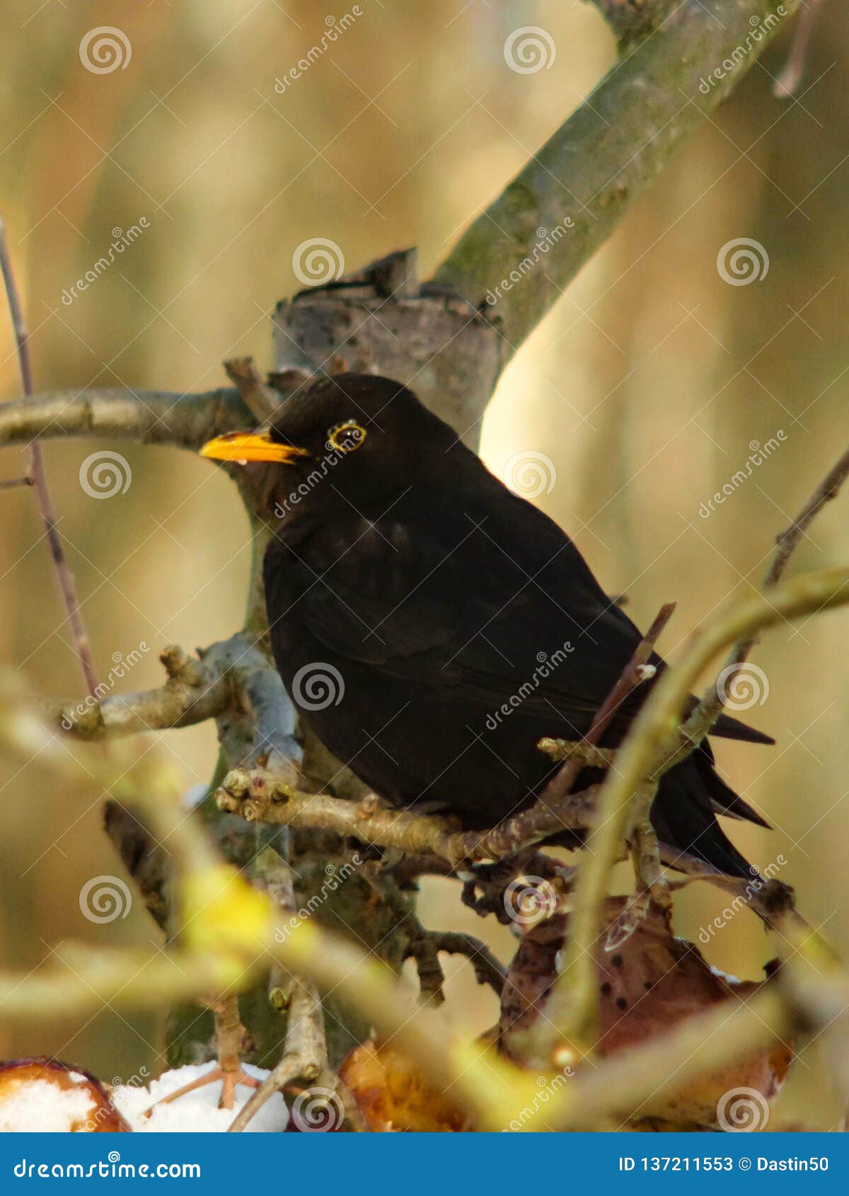Black bird on tree branch stock image. Image of plumage - 137211553