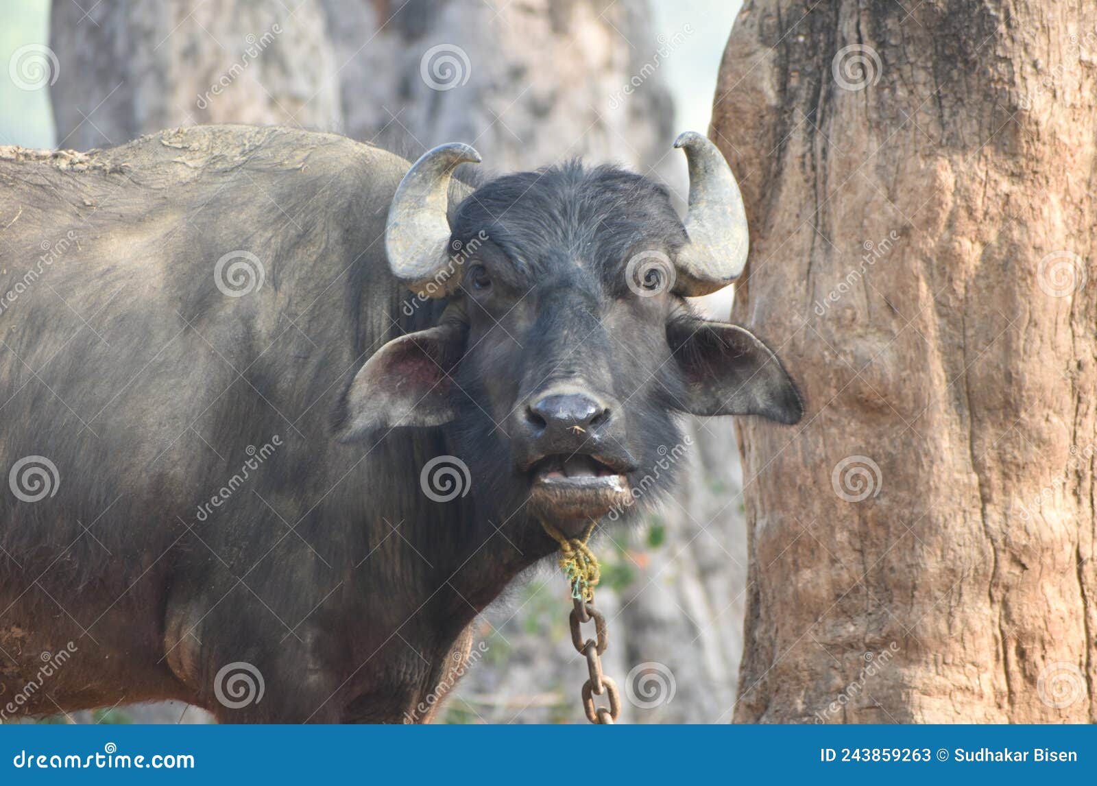 Closeup of a Black Buffalo Facing To the Camera. Stock Image - Image of ...