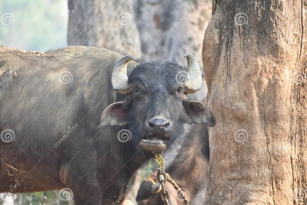 Closeup of a Black Buffalo Facing To the Camera. Stock Image - Image of ...
