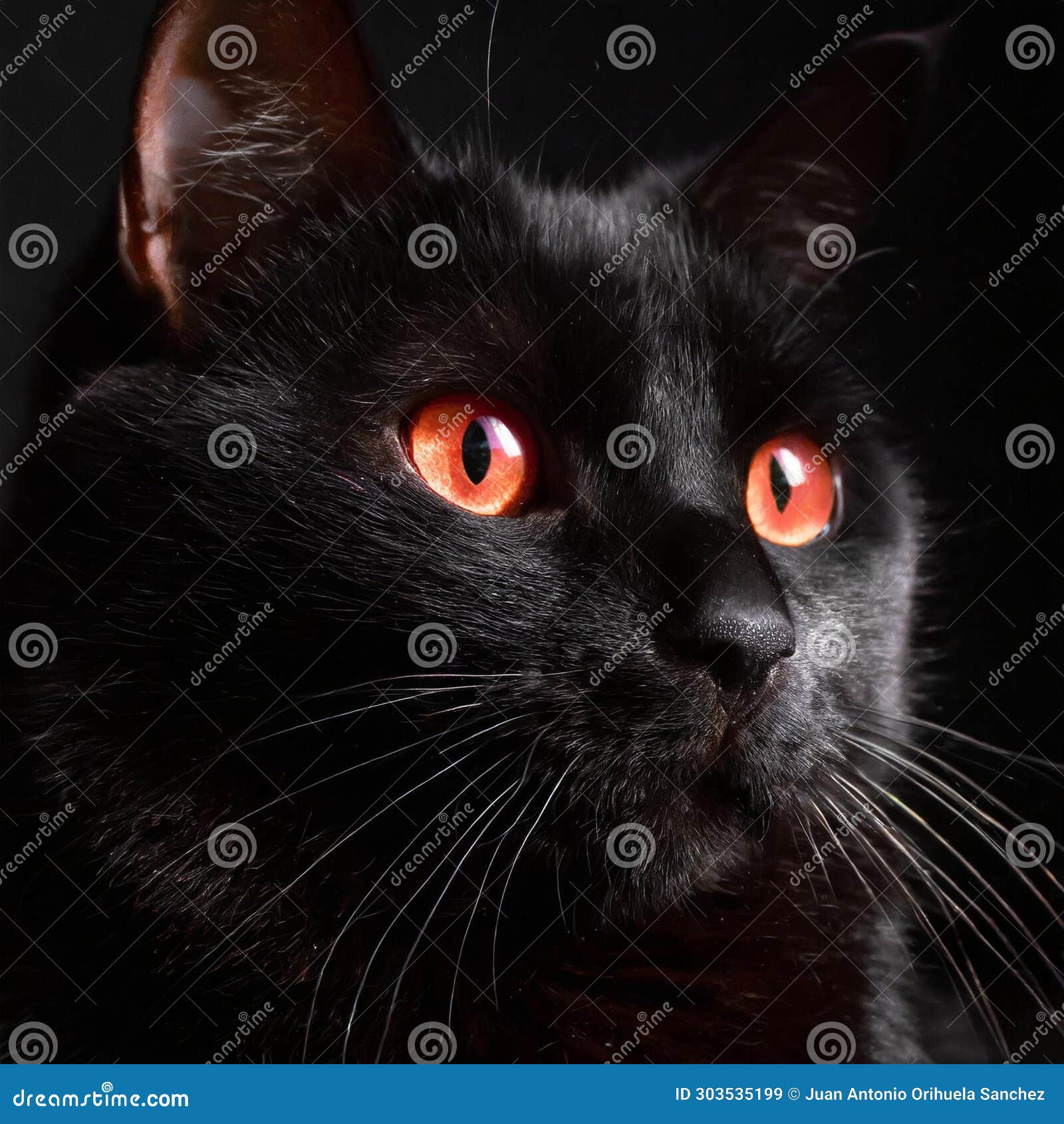 Closeup of Black Cat with Red Eyes Stock Illustration - Illustration of ...