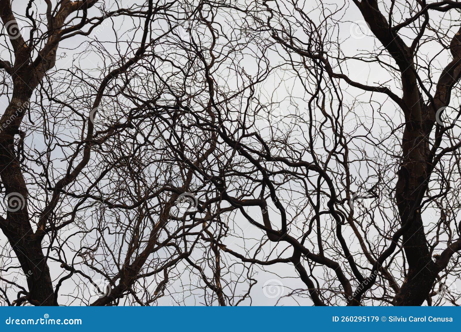Closeup of Black Creepy Tree Branches with Blue Sky on Background Stock ...