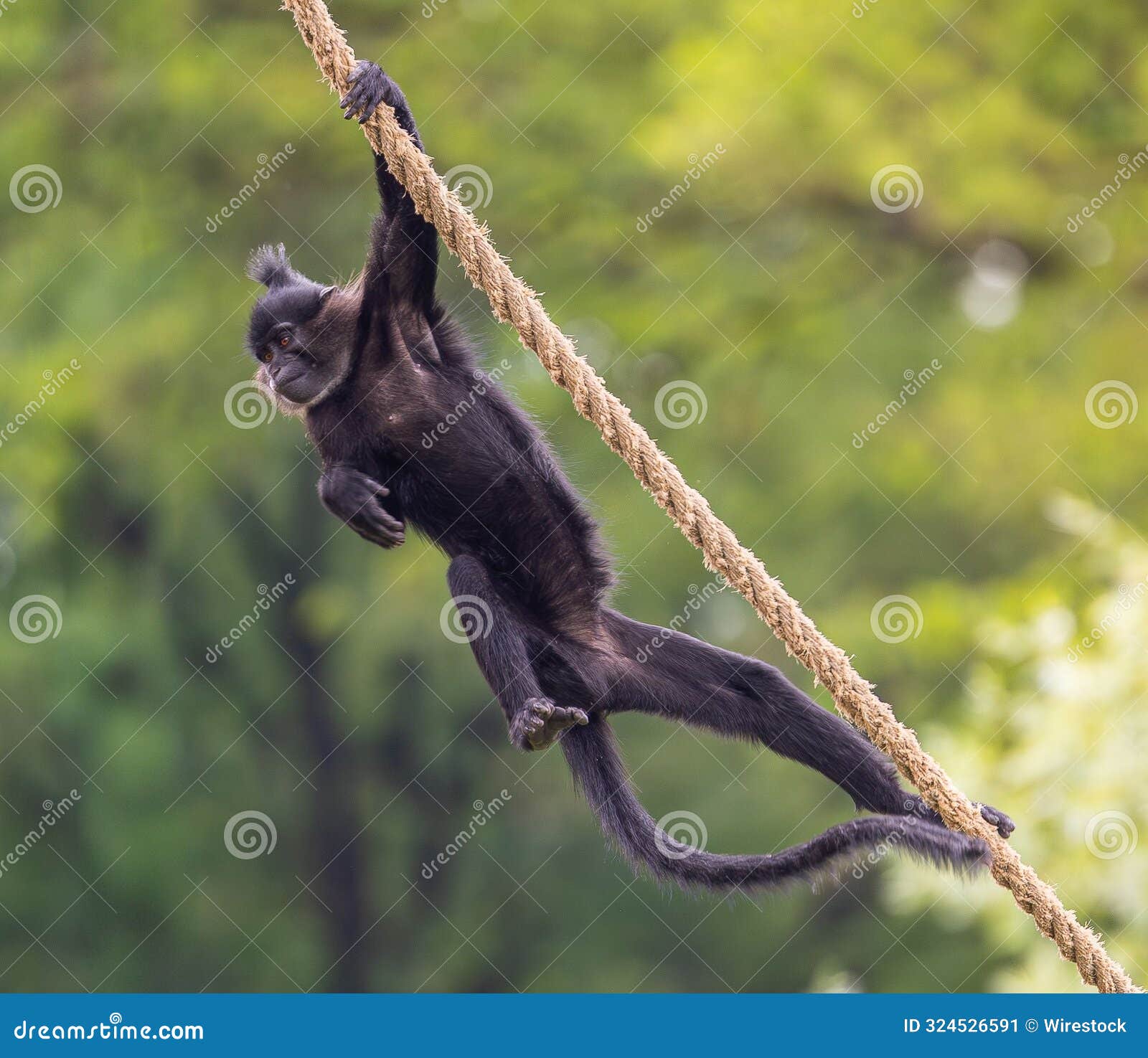 Closeup of Black-crested Mangabey Hanging on a Rope Stock Image - Image ...