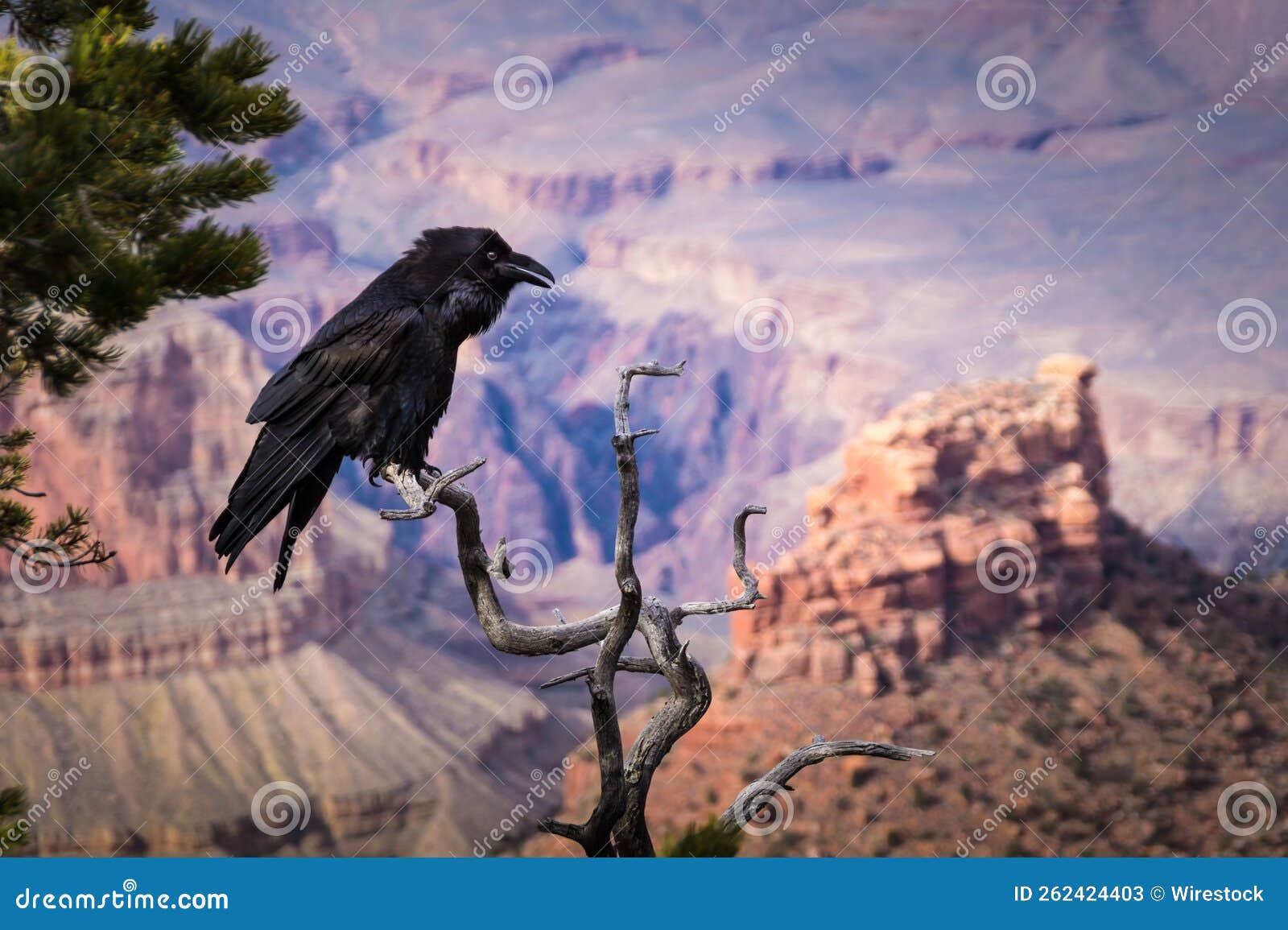 Closeup of a Black Crow on a Branch in a Forest Stock Image - Image of ...