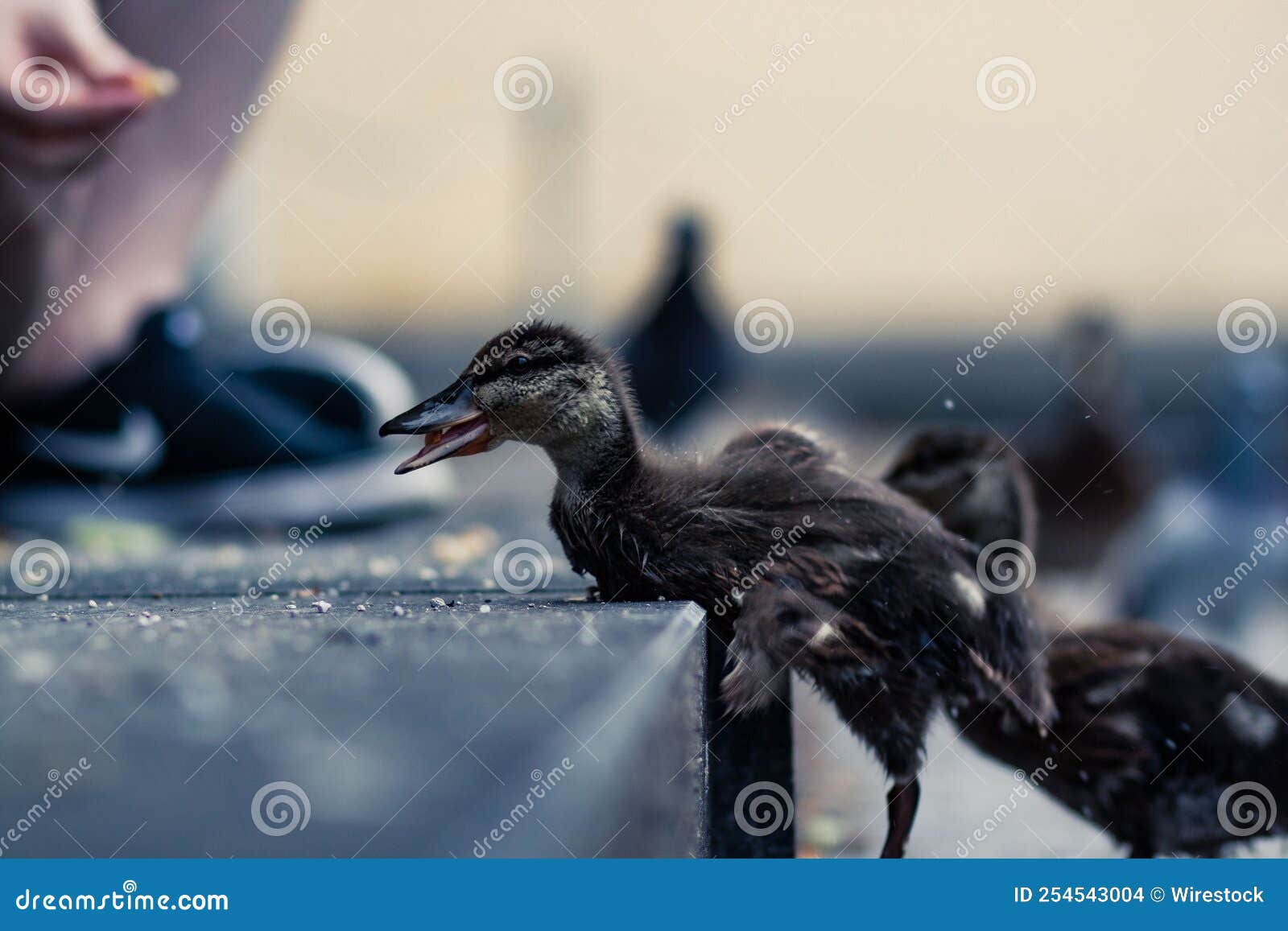Closeup of a Black Domestic Duck Chick Being Fed Stock Photo - Image of ...