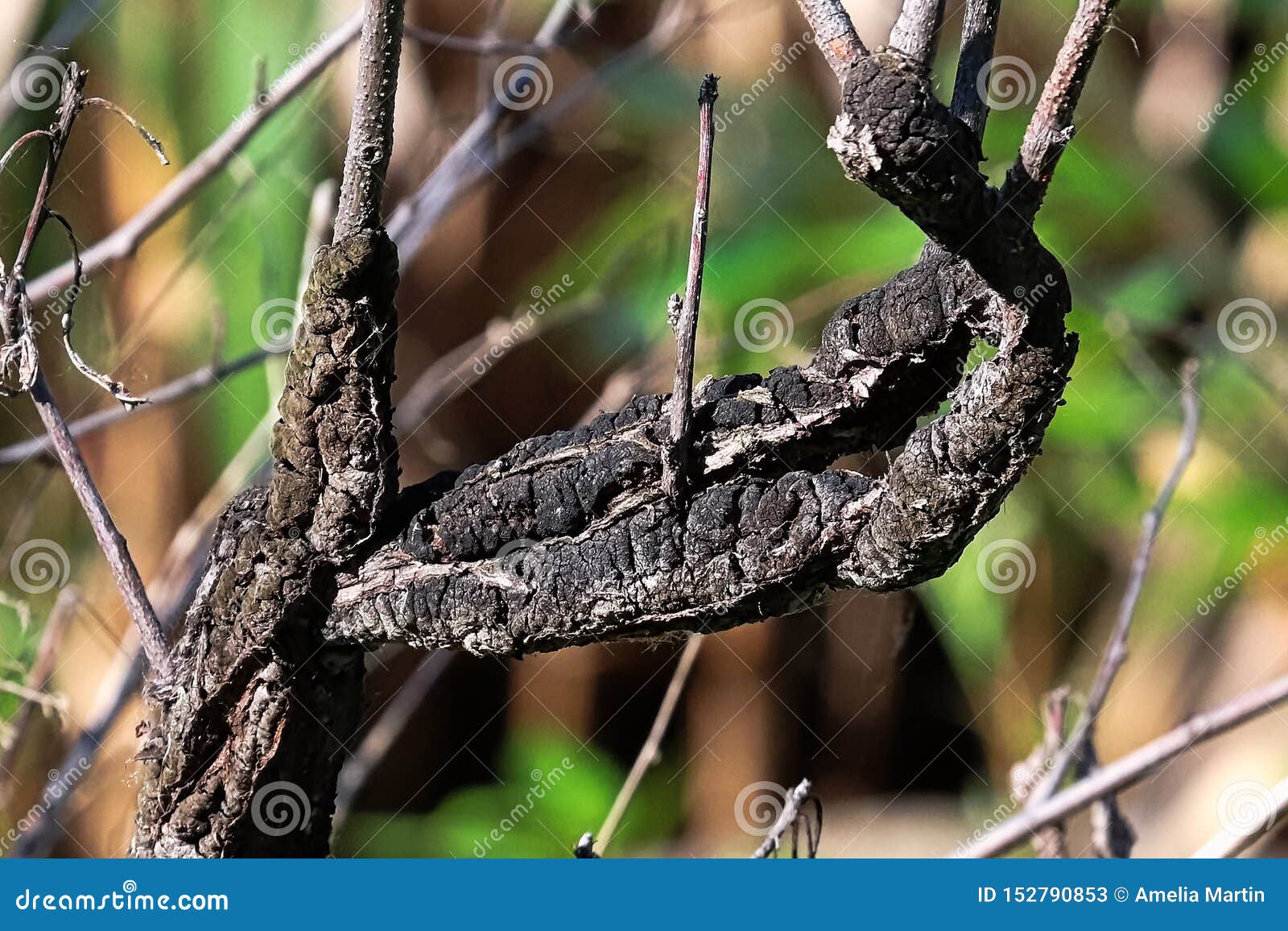 Closeup of Black Knot Covering a Branch Stock Image - Image of canada ...