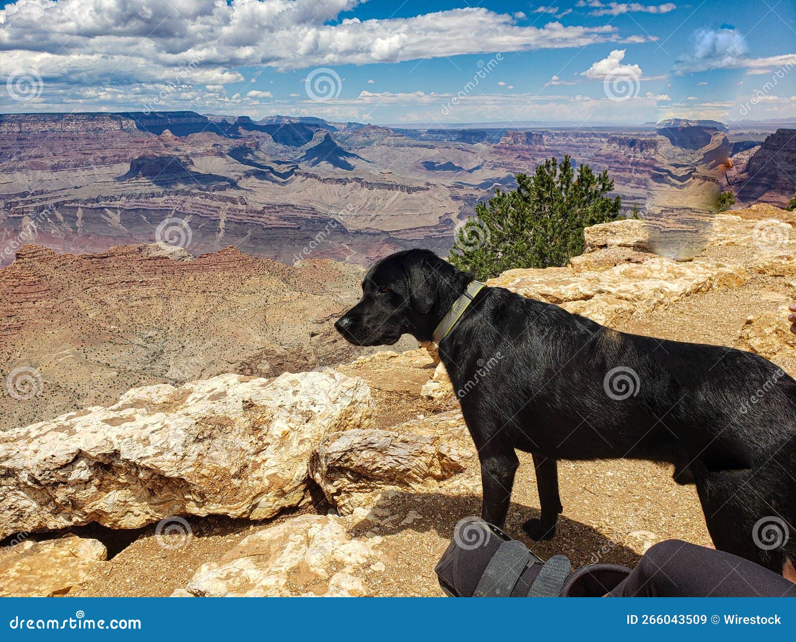 Closeup of a Black Labrador Standing on Top of the Canyon Stock Image ...